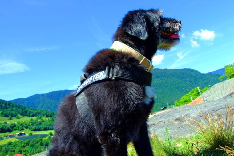 Cane Corso Giant Schnauzer Mix: Info, Pictures, Traits, & Facts ...