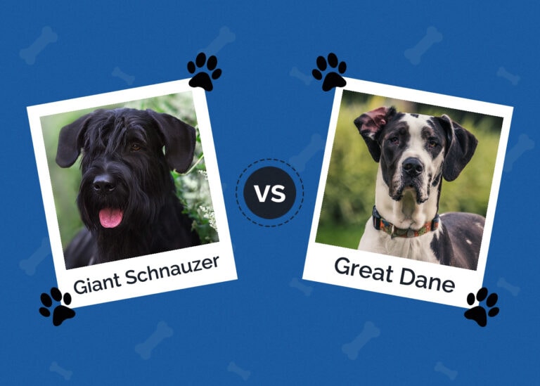 Giant Schnauzer vs. Great Dane: How do they Compare? (With Pictures ...