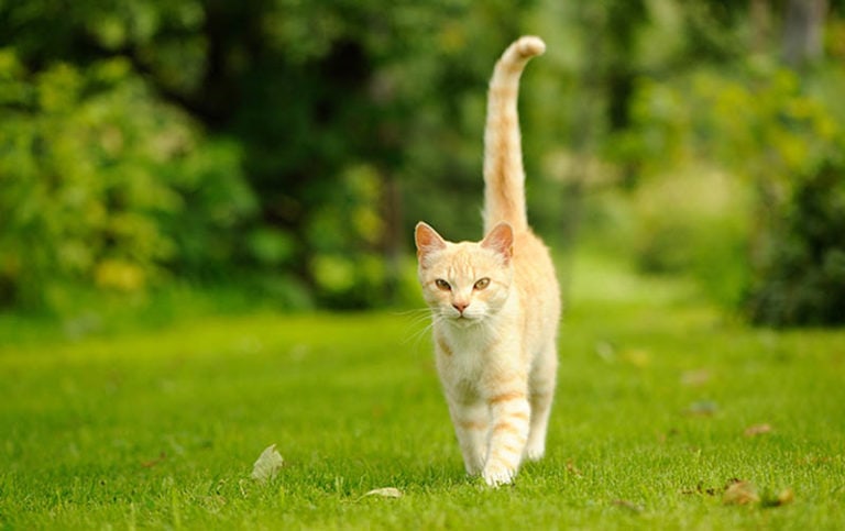 Why Is My Cat’s Tail So Long? Vet-Reviewed Science & Information | Hepper Pet Resources