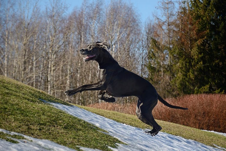 Are Great Danes Aggressive? Vet-Reviewed Breed Temperament Facts ...