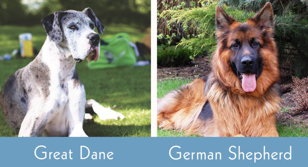 Great Dane vs German Shepherd: Key Differences (With Pictures) | Hepper ...