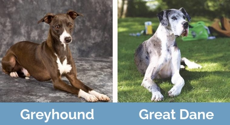 Greyhound vs Great Dane: Breed Comparison (With Pictures) | Hepper Pet ...