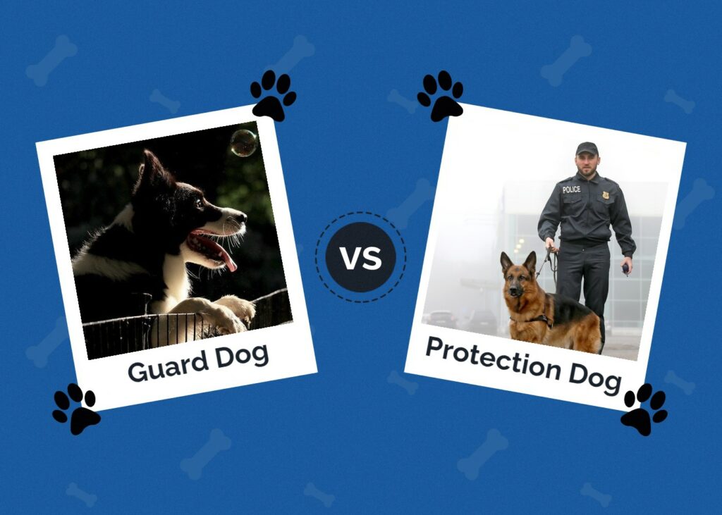 Guard vs Protection Dogs: 12 Key Differences, Pros & Cons | Hepper Pet ...