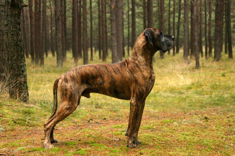 Brindle Great Dane: Origin, Facts & History (With Pictures) | Hepper ...