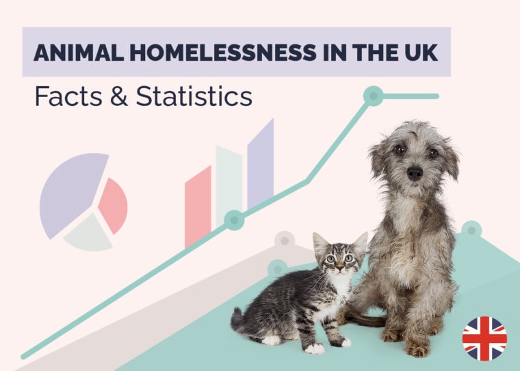 10 Shocking Animal Homelessness Statistics & Facts (2026 Update ...