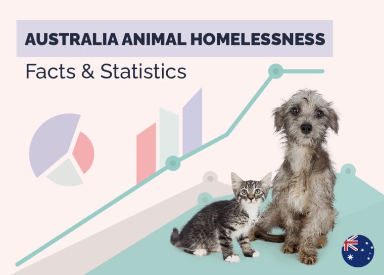 13 Shocking Animal Shelter Statistics & Facts: Updated in 2025 | Hepper ...
