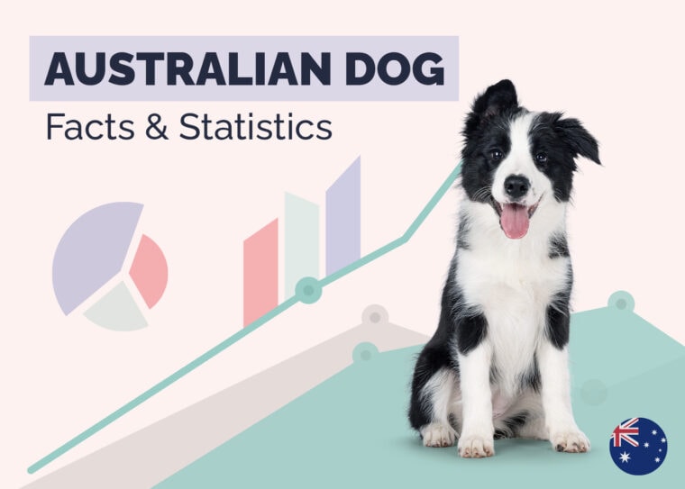 10 Shocking Australian Animal Homelessness Statistics: 2025 Update ...