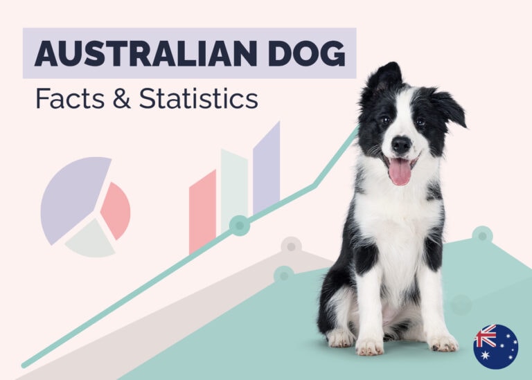 10 Shocking Australian Animal Homelessness Statistics: 2026 Update ...