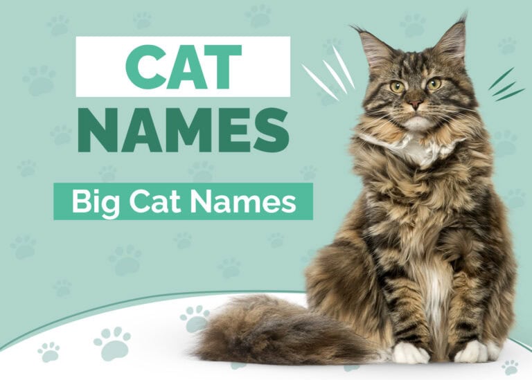 300+ Big Cat Names: Our Top Picks for Your Gigantic Cat | Hepper Pet ...
