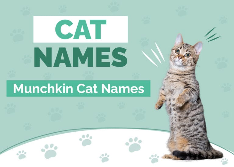 300+ Big Cat Names: Our Top Picks for Your Gigantic Cat | Hepper Pet ...