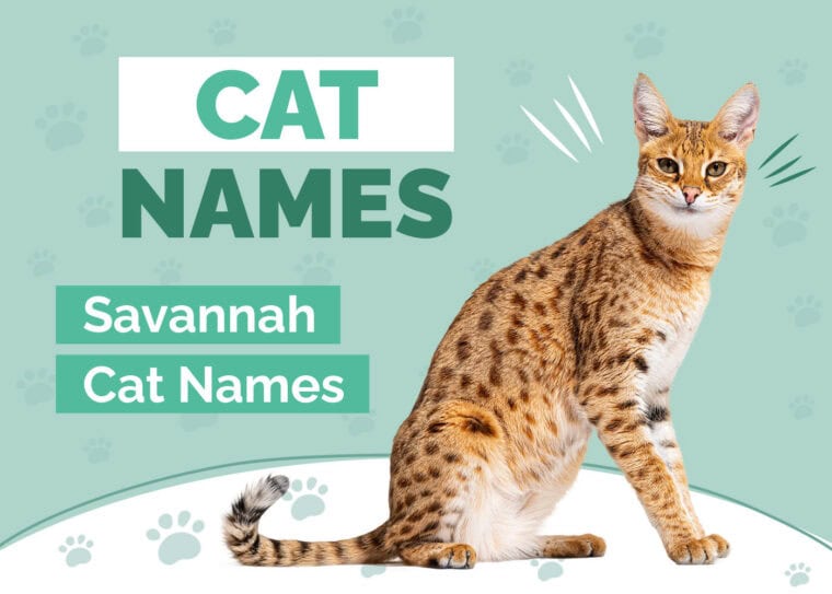 325 Warrior Cat Names: Our Top Picks for Your Strong & Tough Cat ...