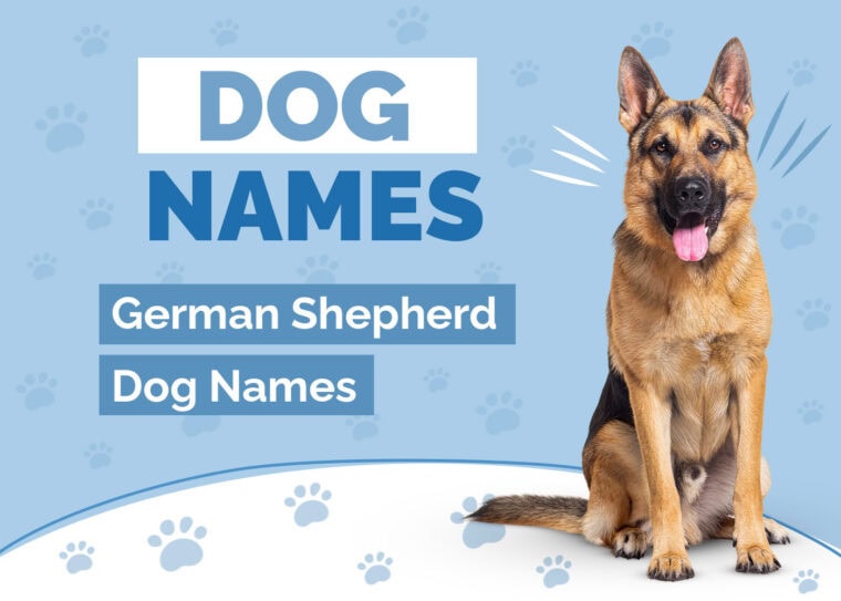 200 Names for German Shepherd Dogs: Bold, Loyal & Strong Ideas | Hepper ...