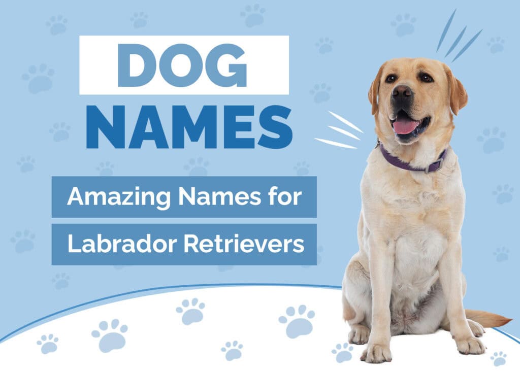 450+ Amazing Names for Labrador Retrievers: Ideas for Loyal & Loving ...