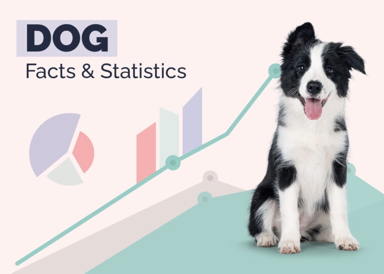 15 Incredible Dog Statistics & Facts: Updated in 2025 | Hepper Pet ...