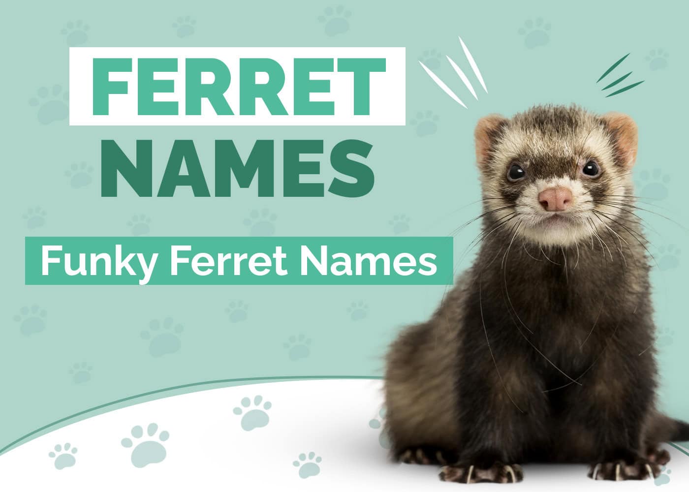 100+ Funky Ferret Names: Ideas for Your Furry Friend | Hepper Pet Resources