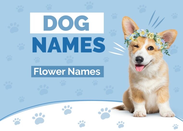 140 Adorable Flower Names for Dogs (With Meanings) | Hepper Pet Resources
