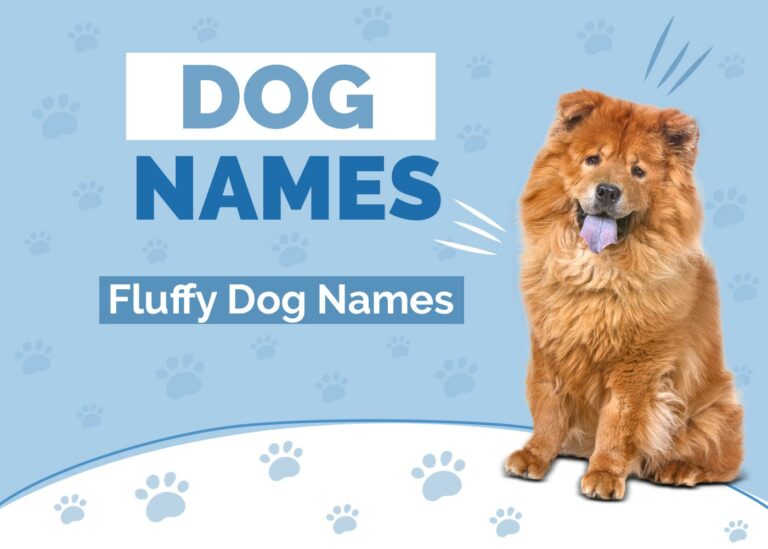 100+ Fluffy Dog Names: Soft, Cuddly & Shaggy Ideas | Hepper Pet Resources