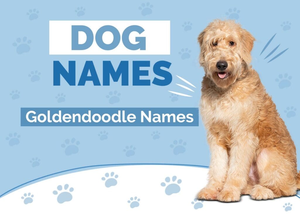 100+ Goldendoodle Dog Names: Ideas for Playful & Friendly Dogs | Hepper ...