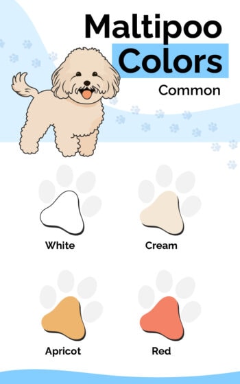 Maltipoo Colors: 4 Common & 2 Rare Ones (With Pictures) | Hepper Pet ...