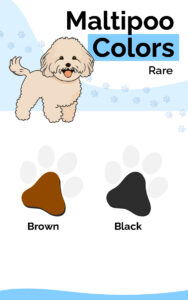 Maltipoo Colors: 4 Common & 2 Rare Ones (With Pictures) | Hepper Pet ...