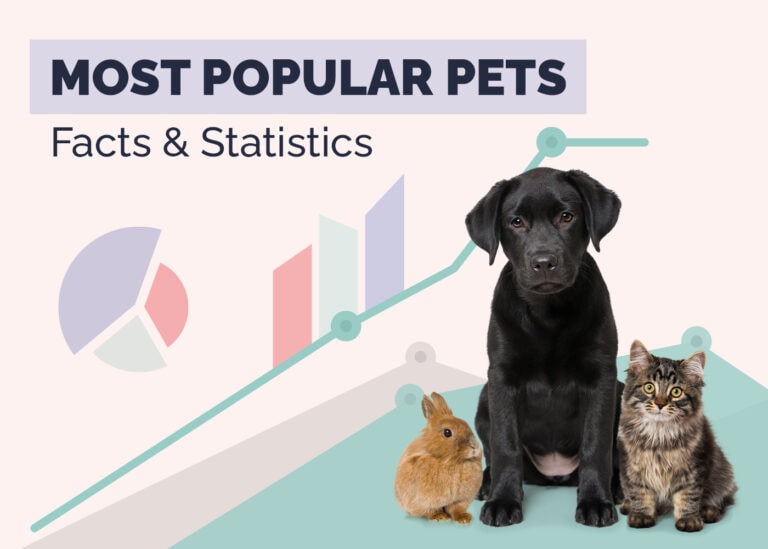 What Are the Most Popular Pets in 2026? 13 Interesting Statistics ...
