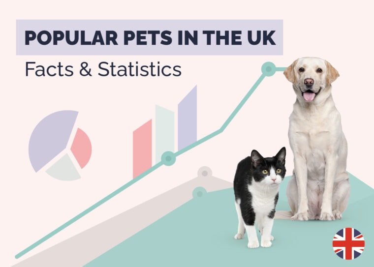How Many Cats Are There in the UK? 20 Surprising Statistics: 2025 ...