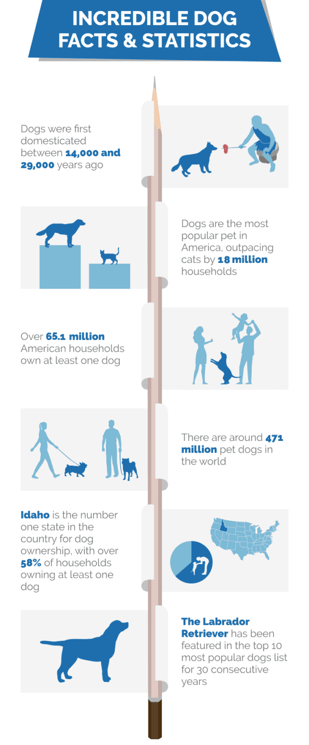 15 Incredible Dog Statistics & Facts: Updated in 2025 | Hepper Pet ...