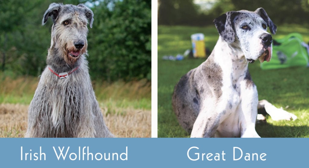 Irish Wolfhound vs Great Dane: The Differences (With Pictures) | Hepper Pet Resources