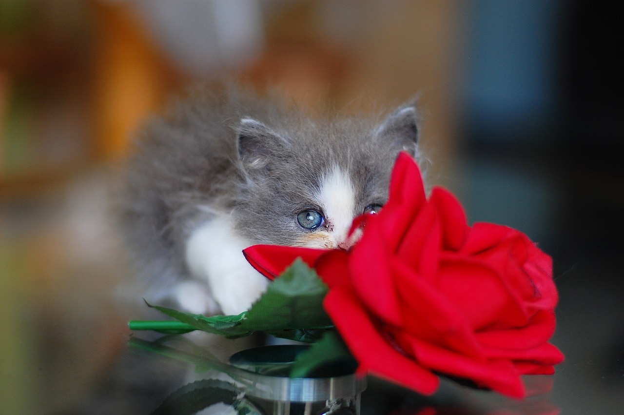 Why Are Cats Attracted to Roses? 8 Surprising Reasons | Hepper Pet ...