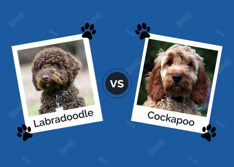 Cavapoo vs Cockapoo: How Are They Different? (With Pictures) | Hepper ...