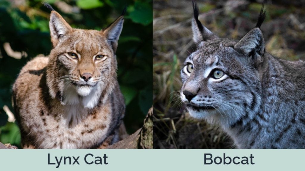 Lynx vs Bobcat: How Do They Differ? (With Pictures) | Hepper Pet Resources