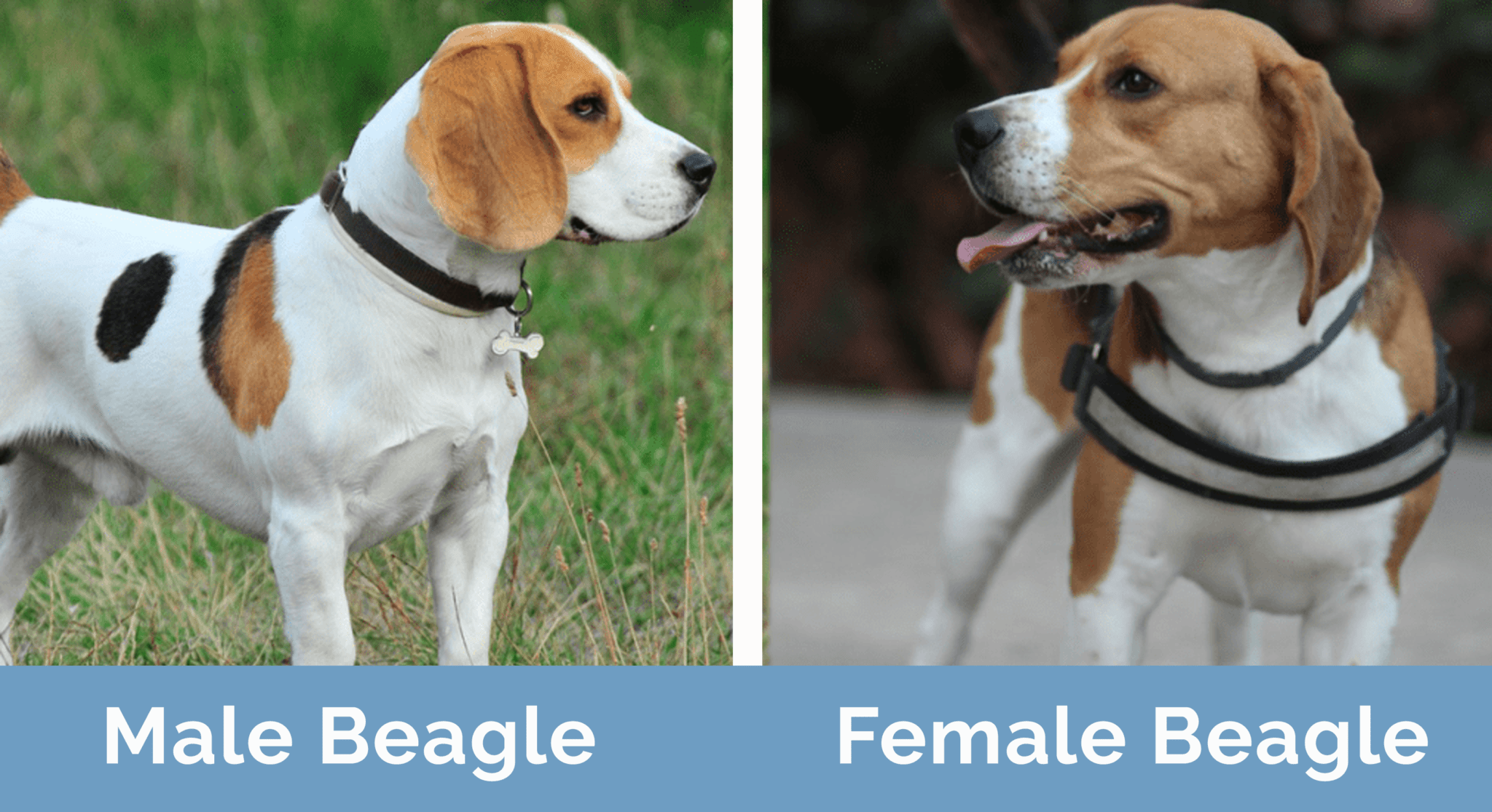 Beagle Male vs. Female: What's the Difference? (With Pictures) | Hepper ...