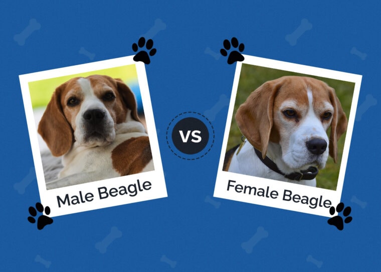 Beagle Male vs. Female: What's the Difference? (With Pictures) | Hepper ...