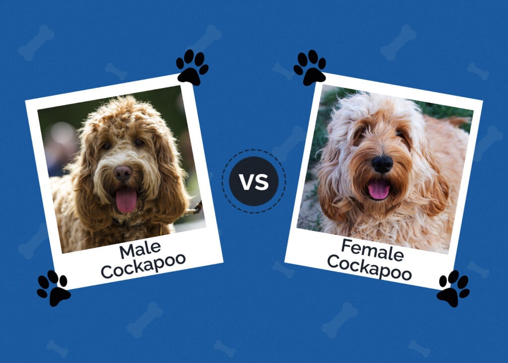 Male vs Female Cockapoo: How Are They Different? (With Pictures ...