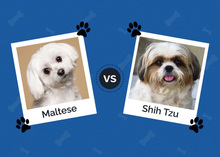 American vs European Shih Tzu — What’s The Difference? (With Pictures ...