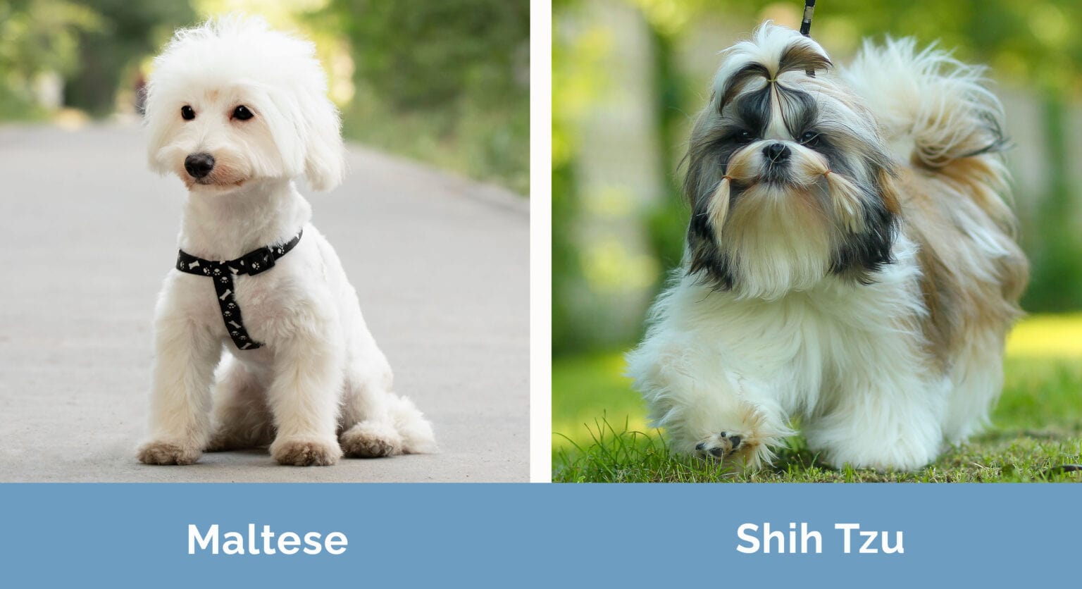 Maltese vs Shih Tzu: Main Differences (With Pictures) | Hepper Pet ...
