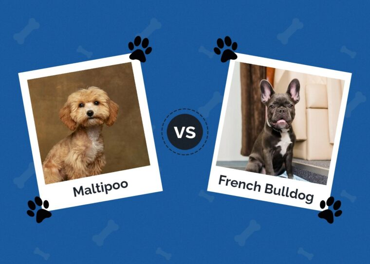 Maltipoo vs Cavapoo – How Do They Compare? (With Pictures) | Hepper Pet ...