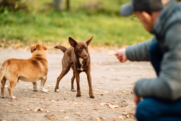Can You Feed Stray Dogs? Our Vet Explains the Risks | Hepper Pet Resources