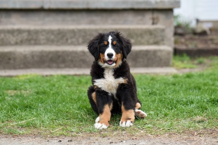 Top 15 Tricolored Dog Breeds: Info, Pictures, & Color Genetics ...