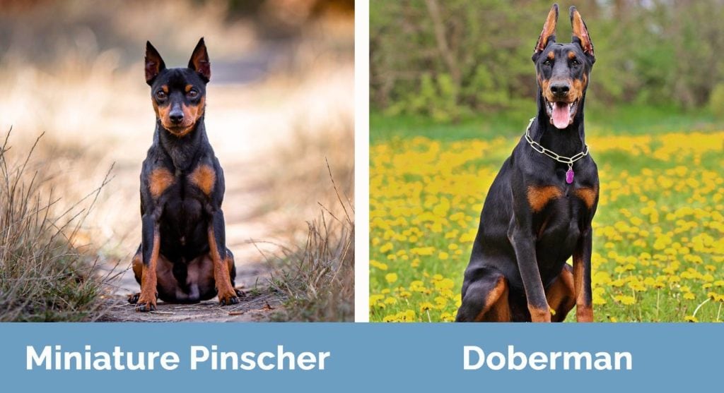 Miniature Pinscher vs Doberman: Key Differences (With Pictures) | Hepper Pet Resources
