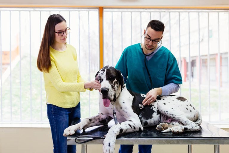 When to Spay or Neuter a Great Dane: Dangers of Early Surgery Explained ...