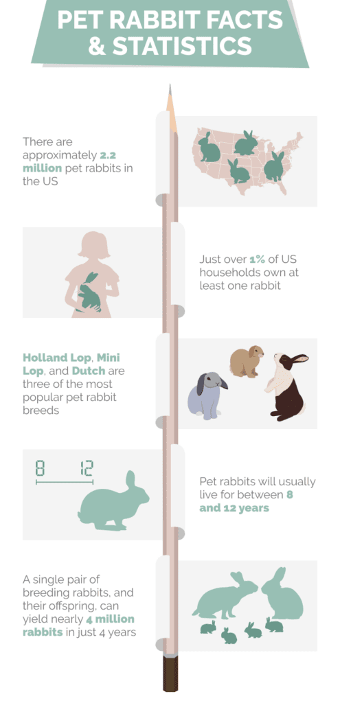 16 Fascinating Pet Rabbit Statistics (2025 Update) | Hepper Pet Resources
