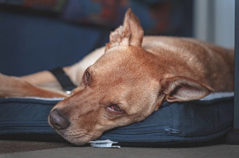 Bahamian Potcake Dog: Are They the Real Breed? | Hepper Pet Resources