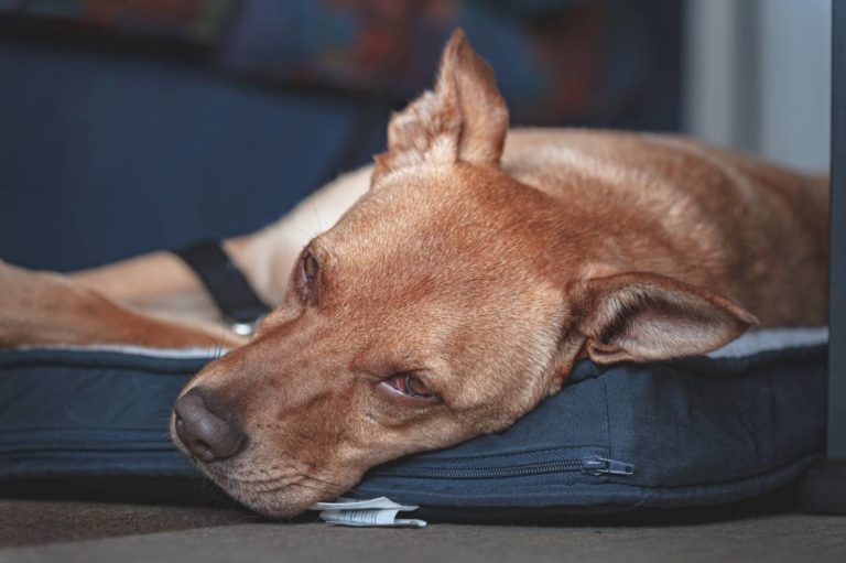 Bahamian Potcake Dog: Are They the Real Breed? | Hepper Pet Resources