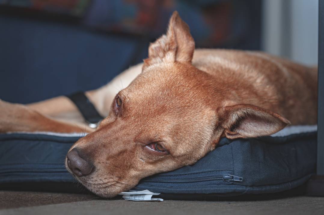 Bahamian Potcake Dog: Are They the Real Breed? | Hepper Pet Resources