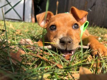 Bahamian Potcake Dog: Are They the Real Breed? | Hepper Pet Resources