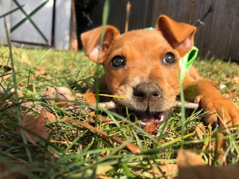 Bahamian Potcake Dog: Are They the Real Breed? | Hepper Pet Resources