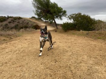 Bahamian Potcake Dog: Are They the Real Breed? | Hepper Pet Resources