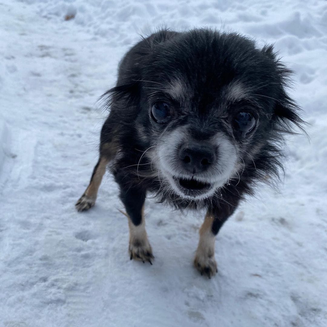 What Kind of Dog Is Pudgy from Tik Tok? | Hepper Pet Resources
