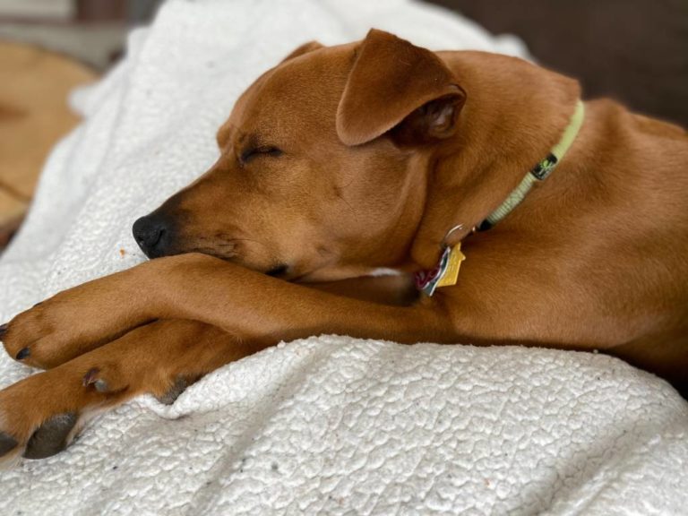 Bahamian Potcake Dog: Are They the Real Breed? | Hepper Pet Resources